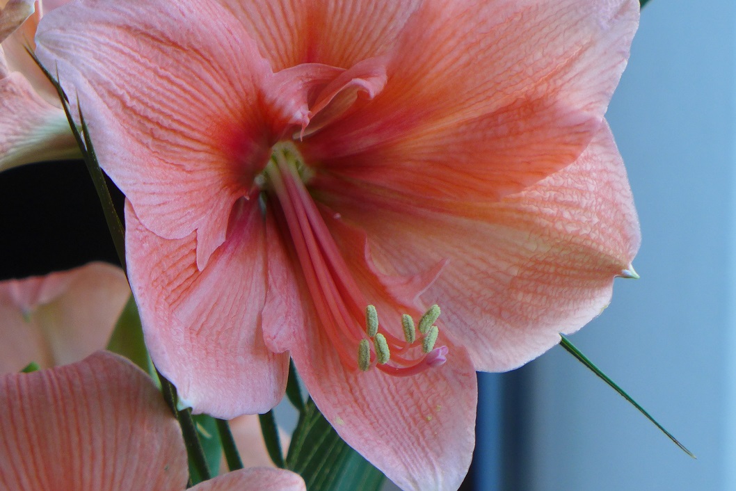 La Fleur du Dimanche: Jean Plantureux, Bernard Willem Holtrop sont ...