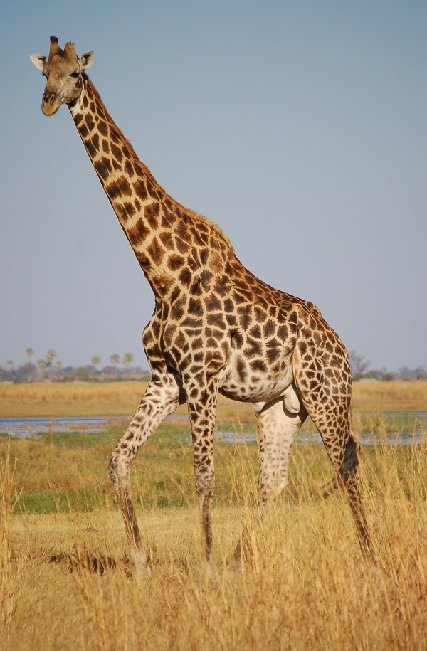 Sancara - Blog sull'Africa: La Giraffa, l'animale più alto al mondo