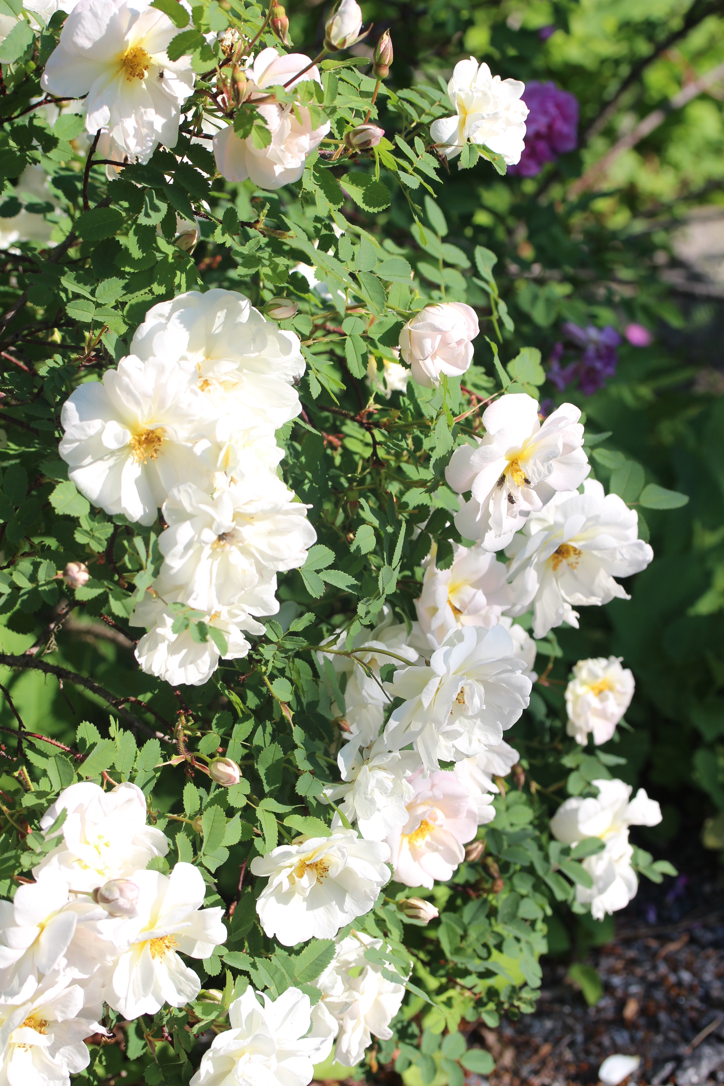 Koivuharjun puutarhasta kuvattua ja kuvailtua: Hurmaavat ruusut