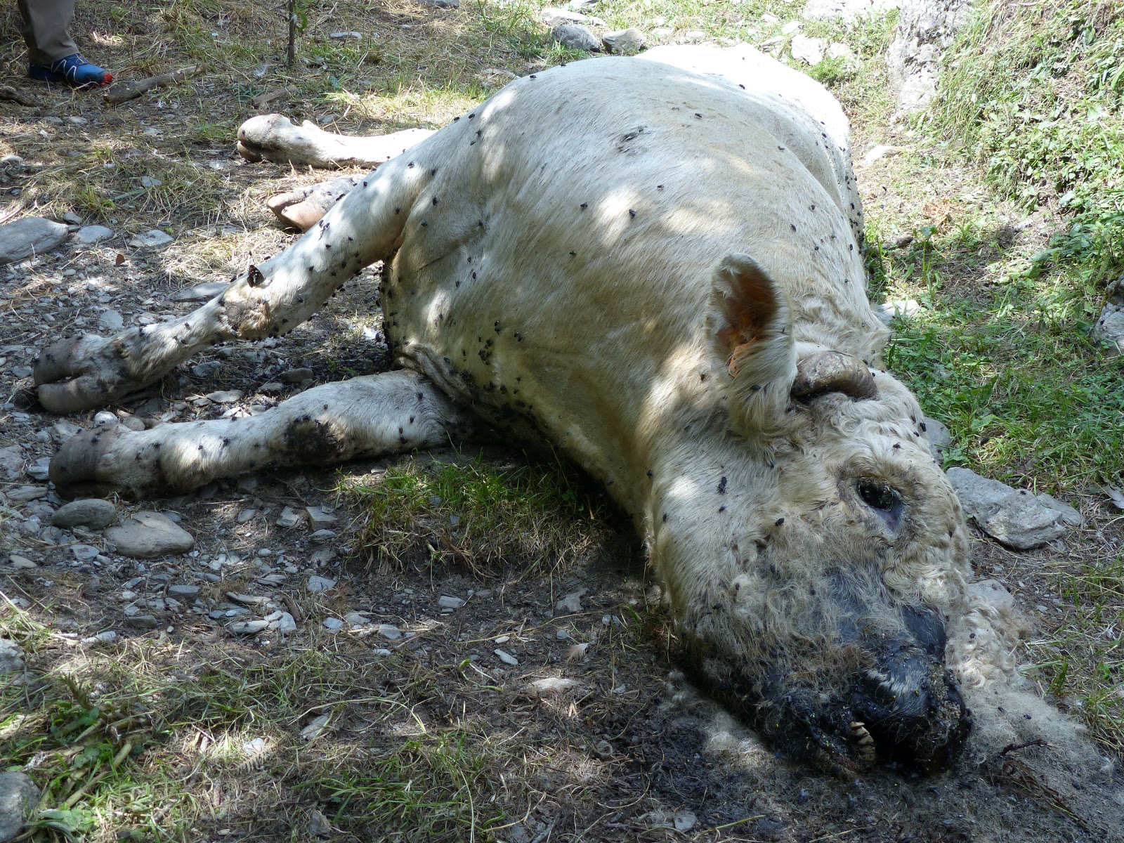 The Purple Empire: Apatura iris on Dead Cow