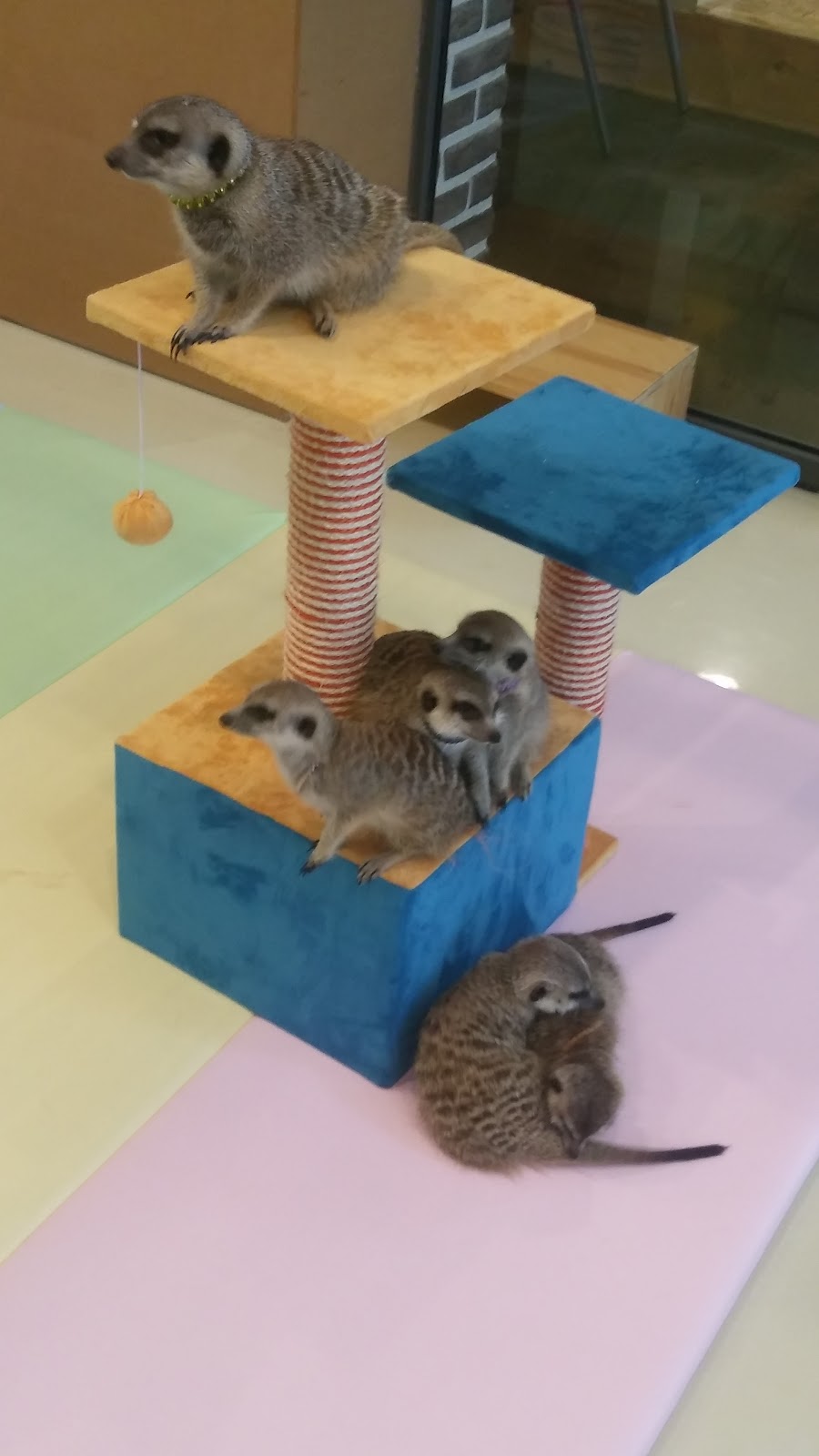 Meerkat Cafe