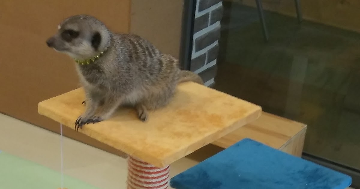 Meerkat Cafe