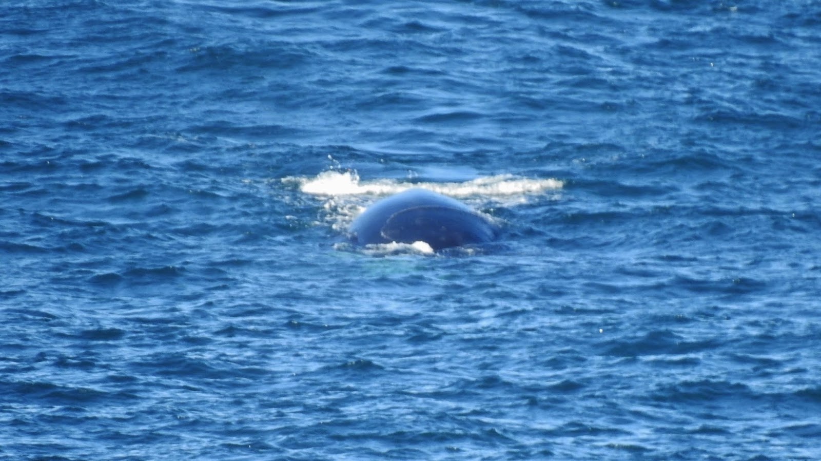 Travel with Kevin and Ruth: Whale sighting!