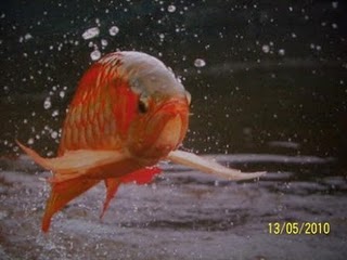 Three causes of aro death: Jump, Water or Wrong Medication | Dragon Fish