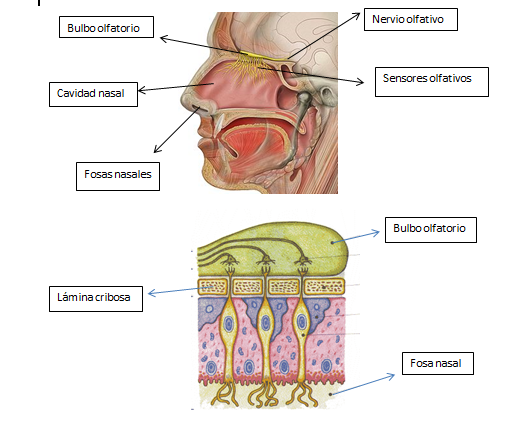 MECANISMOS DE PERCEPCIÓN, CONCIENCIA, Y ATENCIÓN: 7.5 SENTIDOS QUIMICOS ...