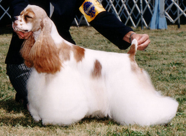 NUNCAJAMAS COCKER: SEGUIR EL ESTÁNDAR, LA CLAVE DE UN BUEN ARREGLO