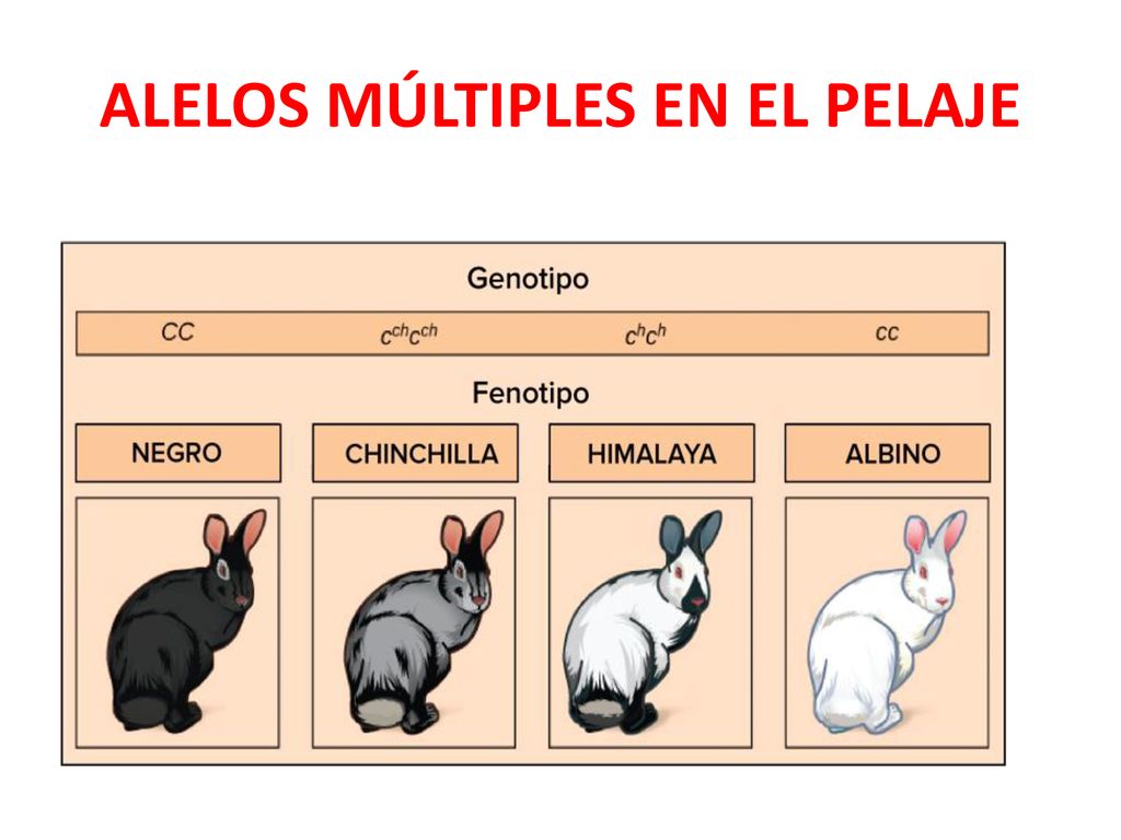 Biología y geología 4º ESO : Tema 6: Genética Mendeliana II