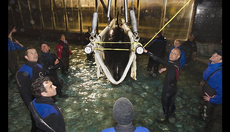 Morgan, una orca viaja este martes a Tenerife desde Holanda - Seamos ...
