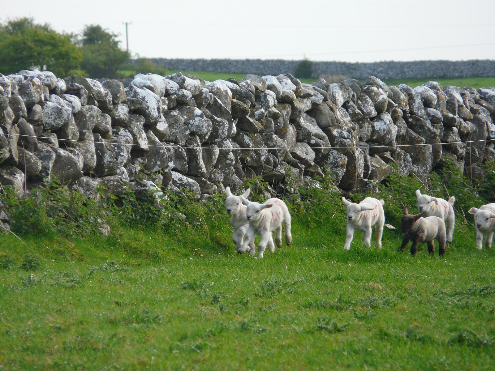 Navel Dip /Spray/Iodine for Lambs