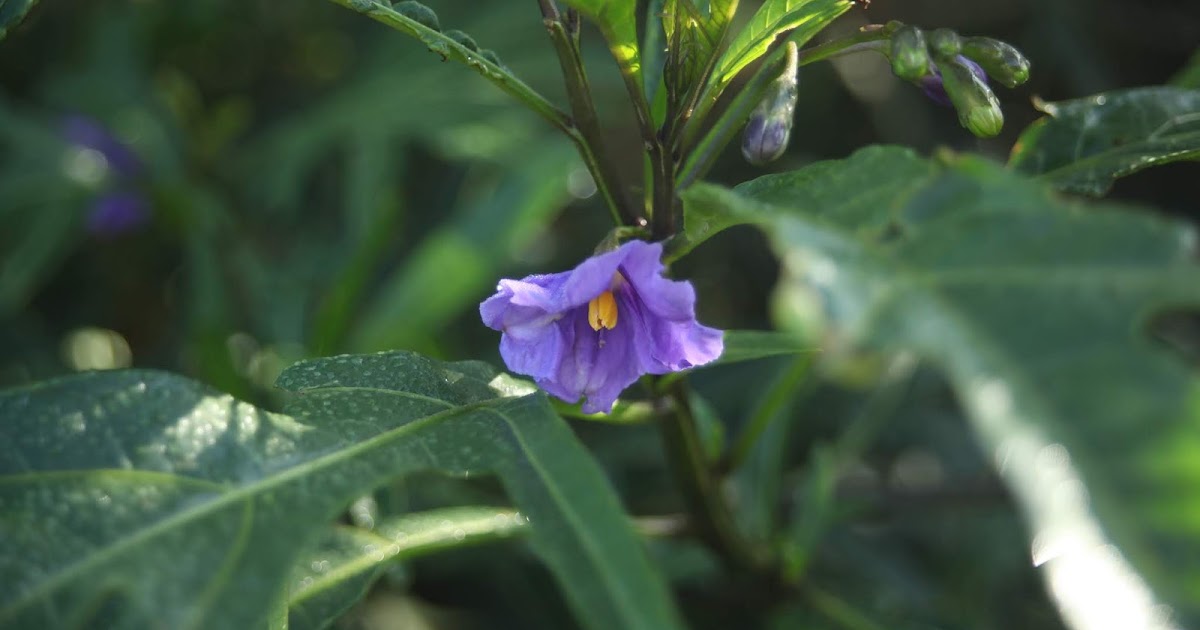 Mt Chocolate: Using poroporo as a nurse crop