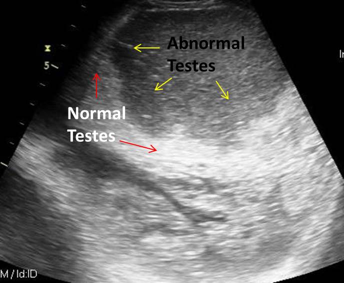 Michael Porter, Equine Veterinarian: Testicular Enlargement in a Stallion