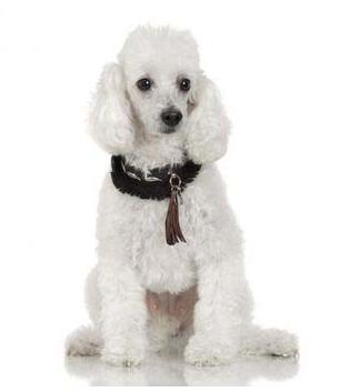 Raza de perros: Caniche o Poodle