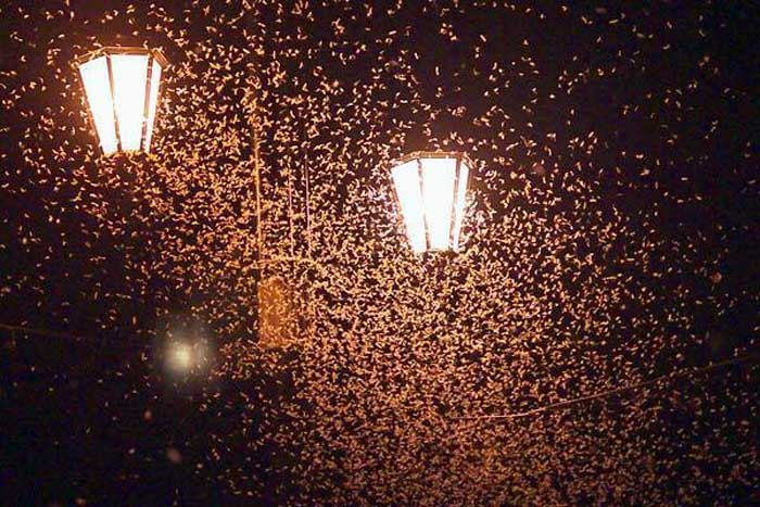 Why Are Bugs Attracted to Light? | Interesting Facts