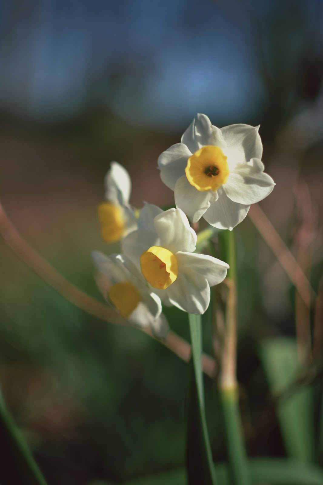 happycheerfulthings: Nearly Spring at the Botanical Gardens