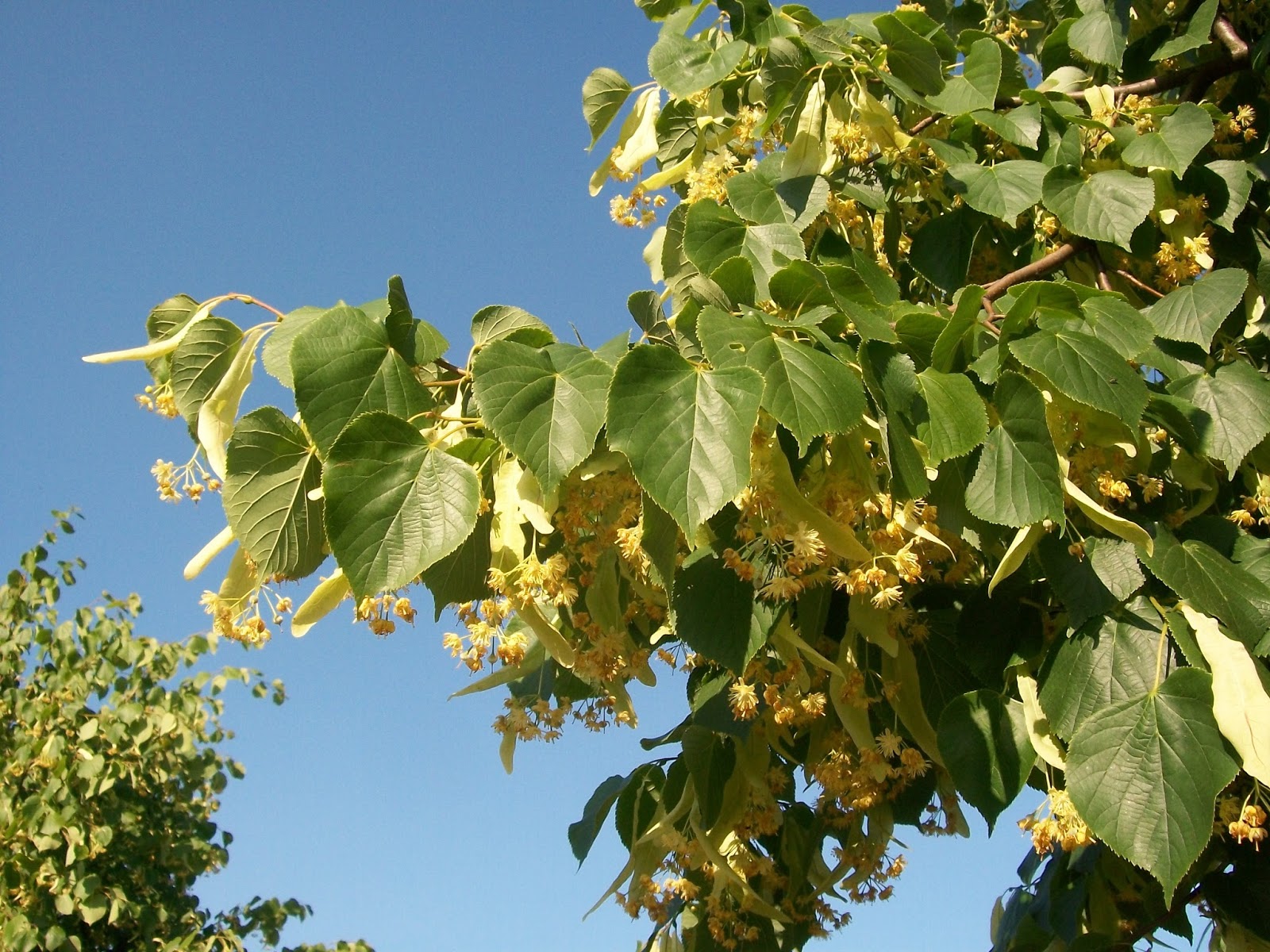 Lirika un daile: LIEPA ZIEDOS