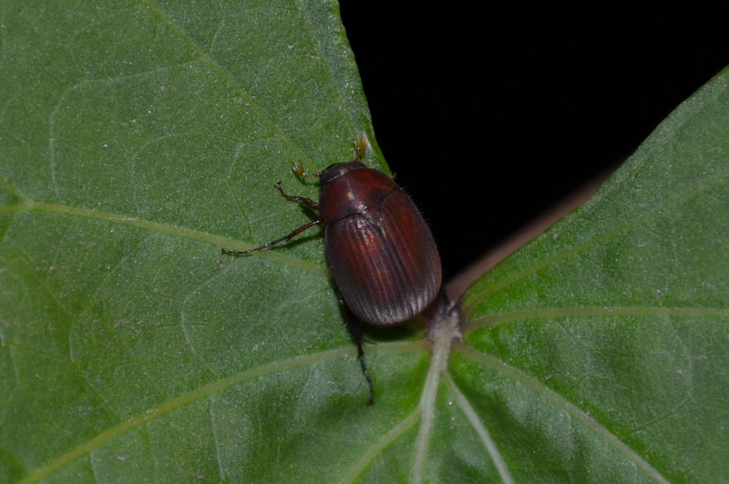 Woods Walks and Wildlife: Creatures of the Night: A Peeper on my Porch ...