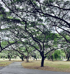 Singapore For Less: Common trees and plants