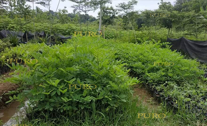 Panduan Lengkap Cara Menanam Benih Indigofera | Toko Pertanian Online ...