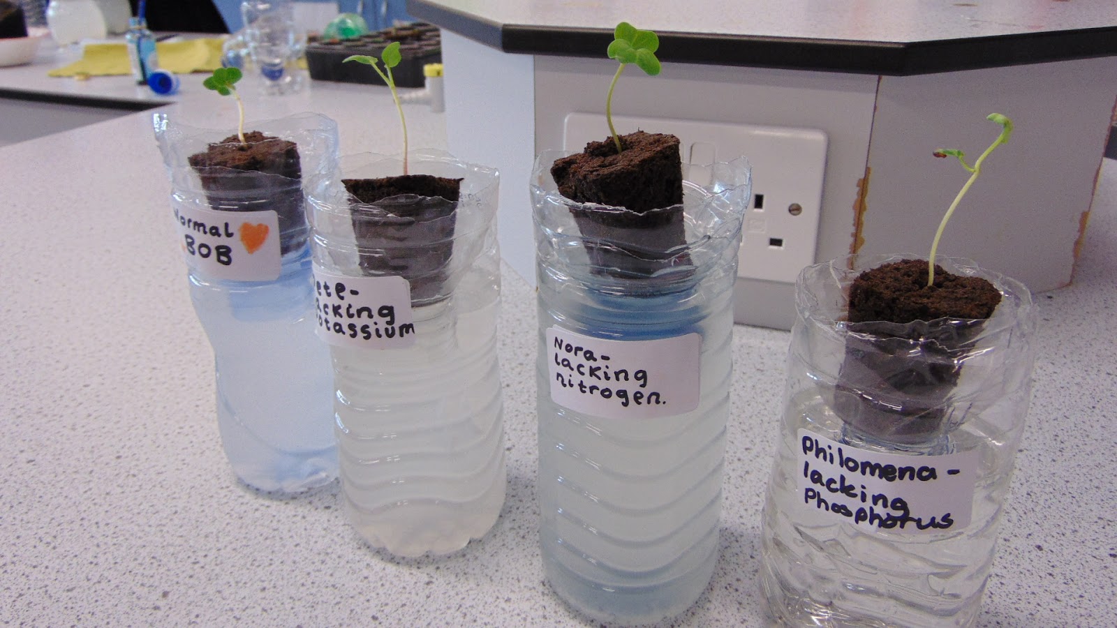 The Smarties Science Club: Hydroponics experiment - THE CRUNCH