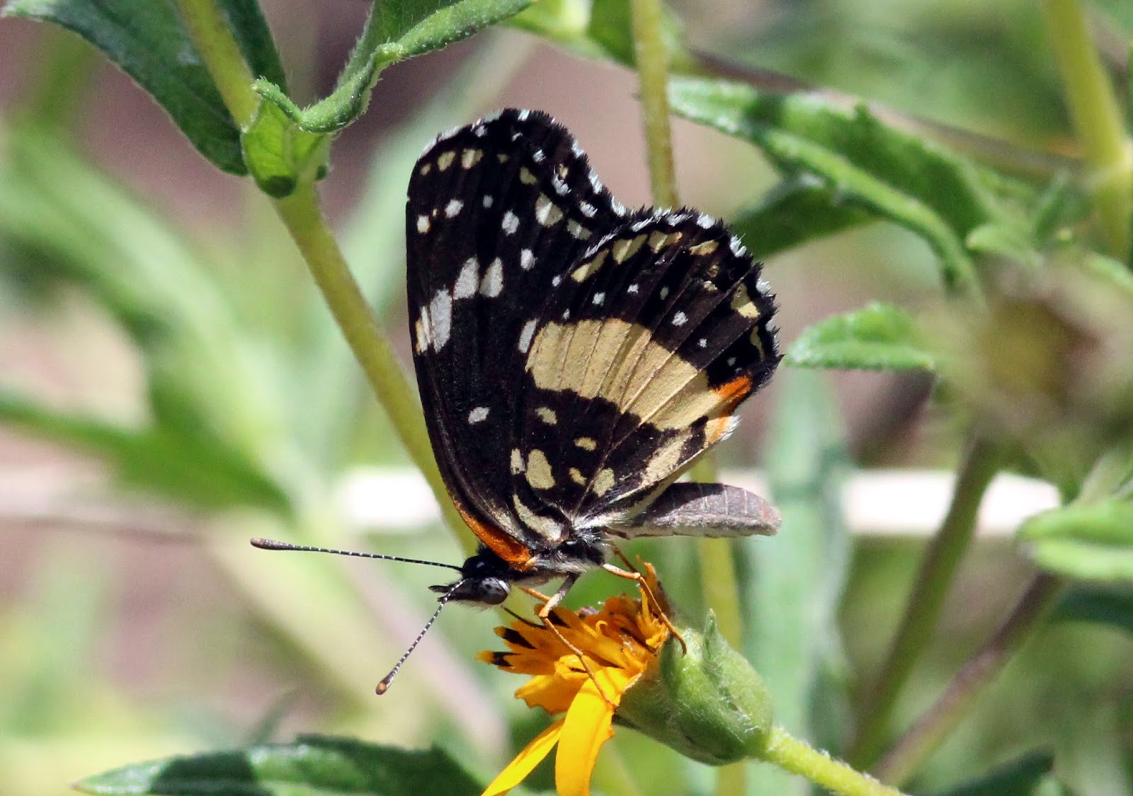 Rio Grande Valley Butterflies: National Butterfly Center, 8/9/13