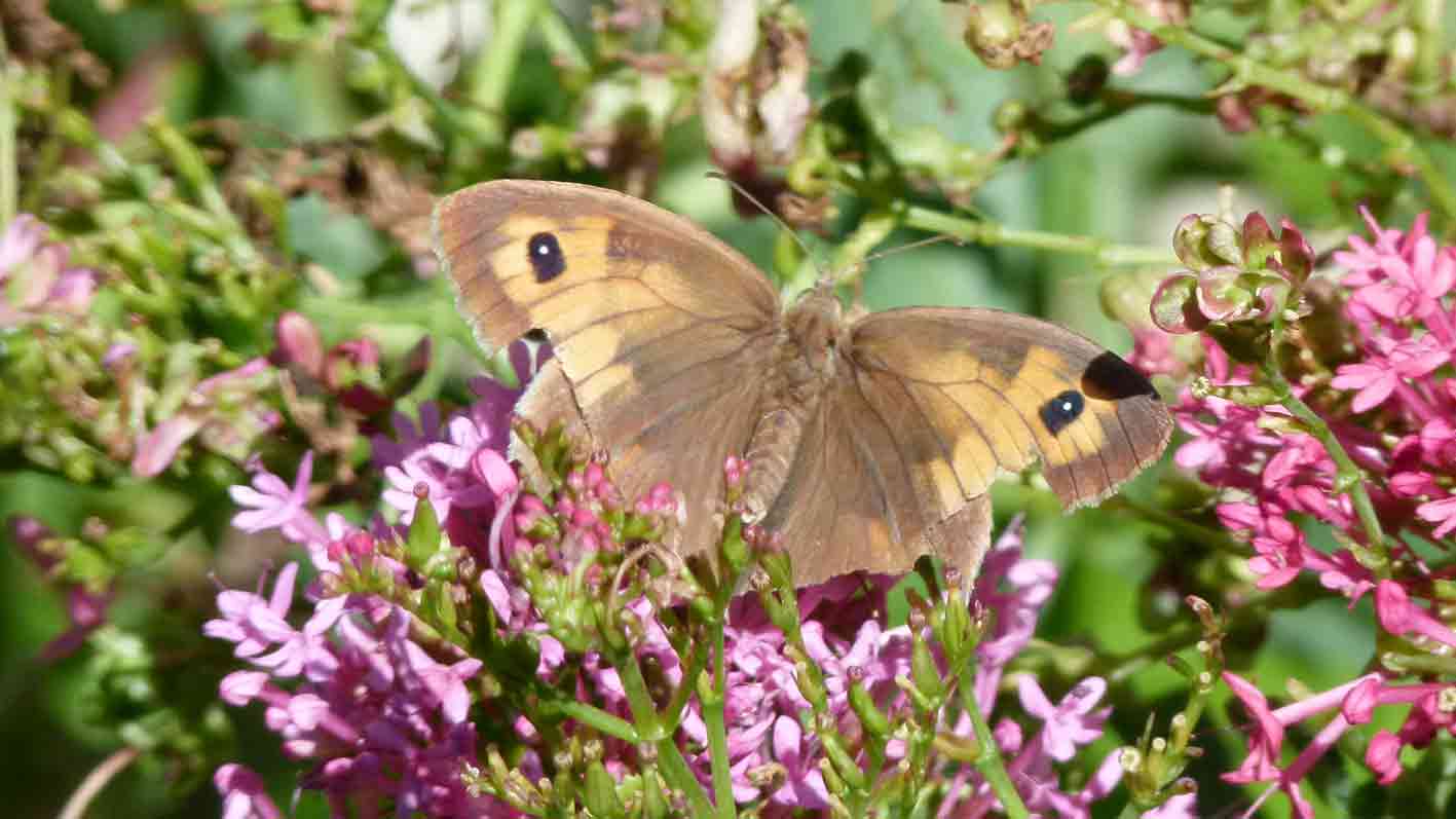 Faune Flore d'Ul: Papillon : Le Myrtil (Maniola jurtina)