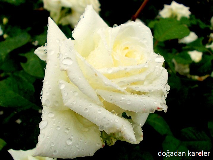Doğadan Kareler: Yağmur Damlalı Beyaz Gül