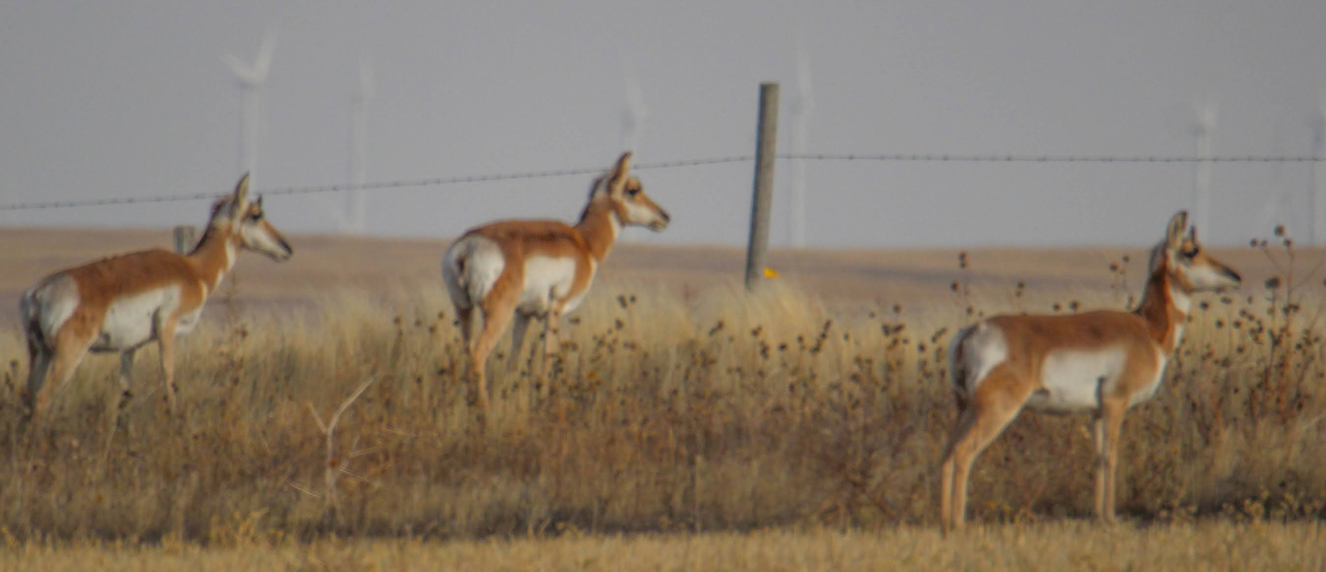 Cannundrums: Panorama Point - Nebraska High Point