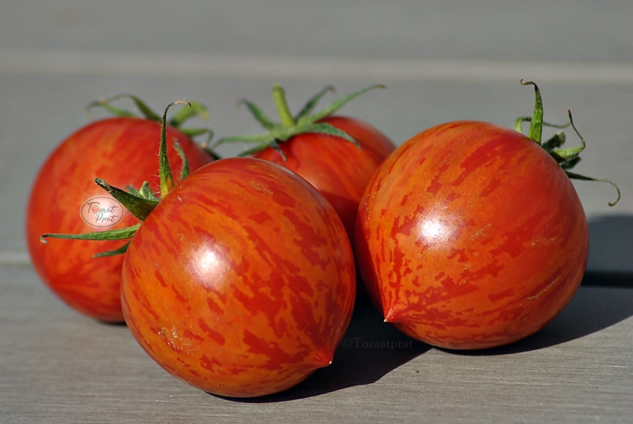 Helenes Tomater: Red Zebra tomat