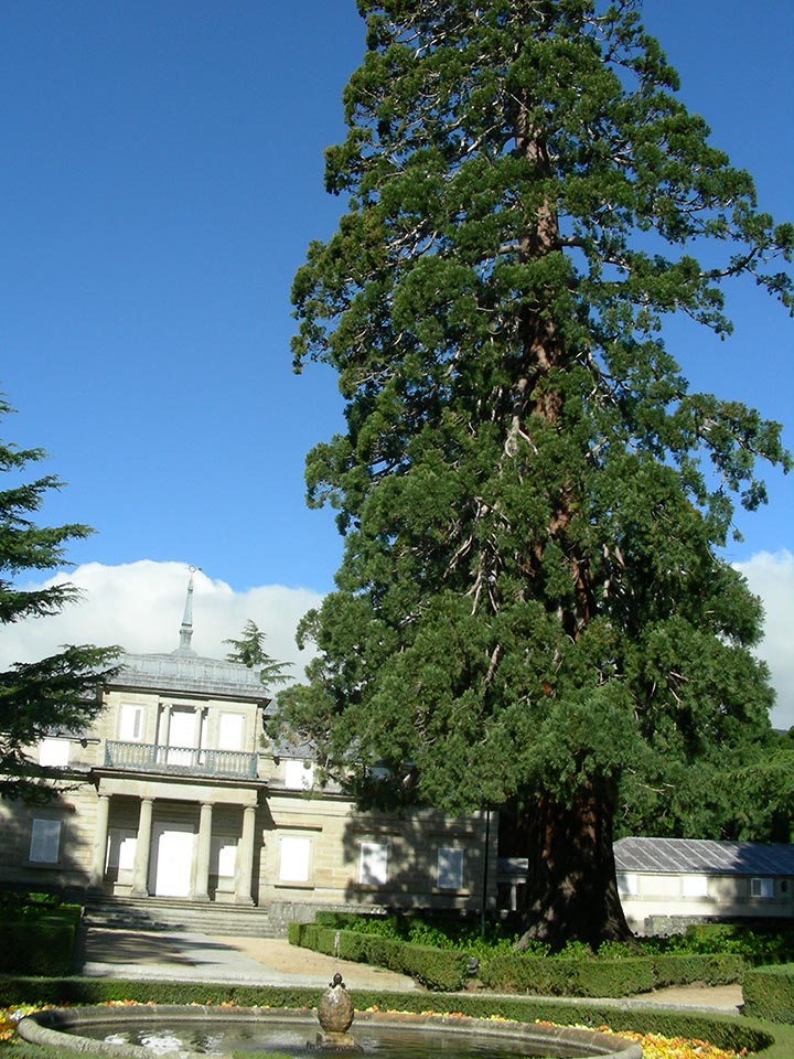 dextrangis: árboles de madrid