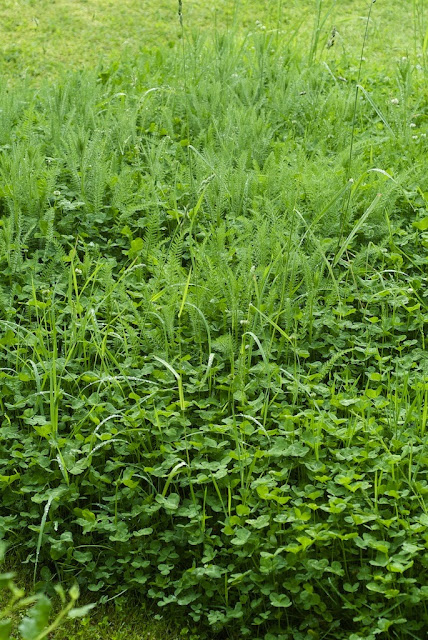 Dingue de plantes: Vive les trêfles