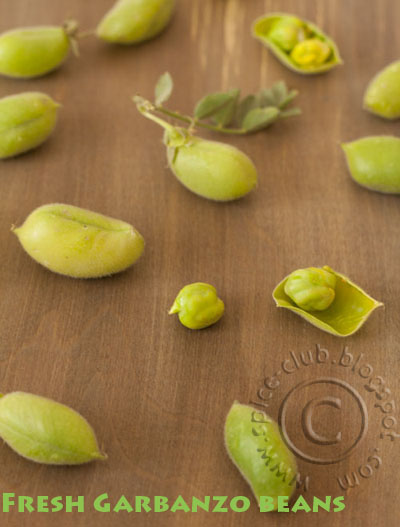 Fresh Garbanzo Beans Kurma