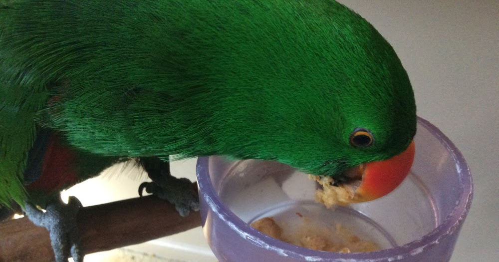 Spicy Apple, sweet potato parrot cookies — Prego Dalliance Sanctuary