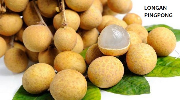 LONGAN EDAW dan PINGPONG DI MIRI | PERTANIAN REZEKI
