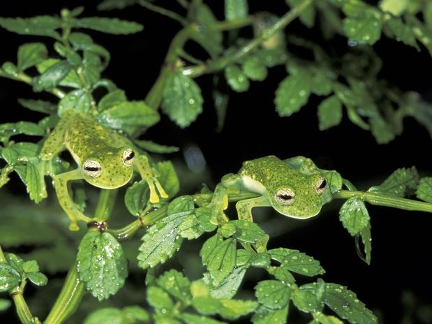 Você sabe o que é mimetismo? | Mundo Biologia