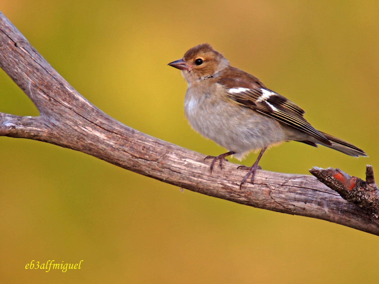 MIS AMIGAS LAS AVES: Pinzón vulgar (fringilla coelebs)