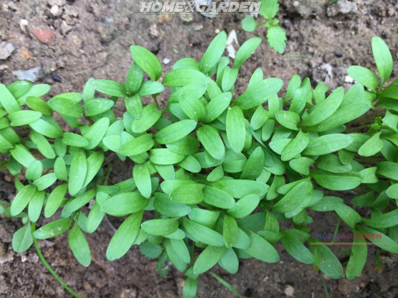 How to Grow Cilantro