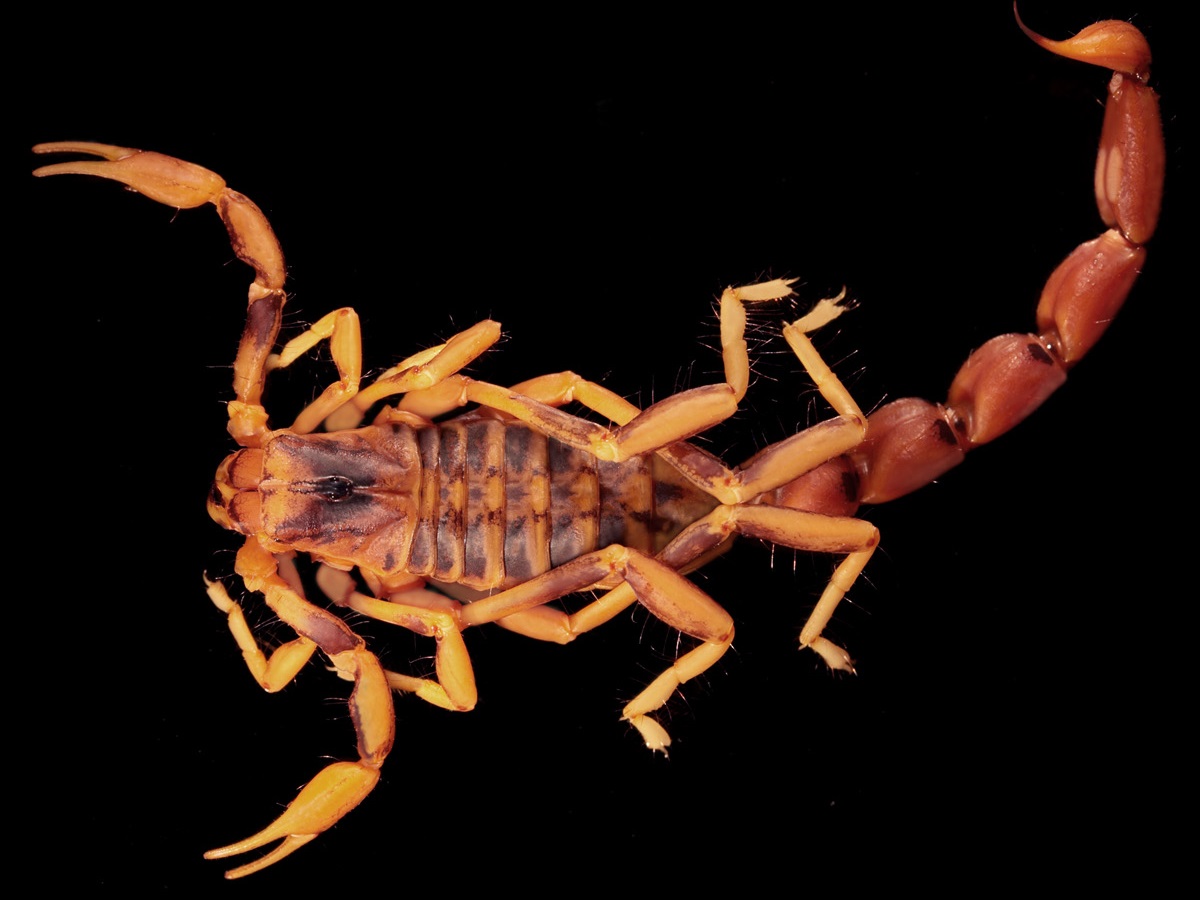Species New to Science: [Arachnida • 2018] Five New Scorpion Species of ...