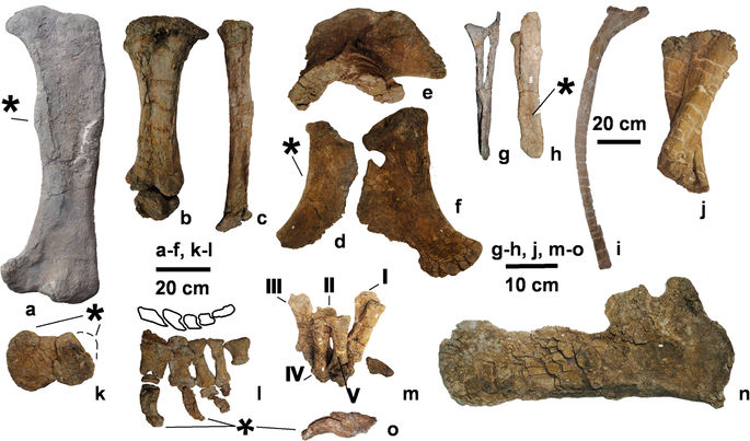 EL JOVE PALEONTÒLEG: Mierasaurus bobyoungi, el Turiasaure supervivent d ...