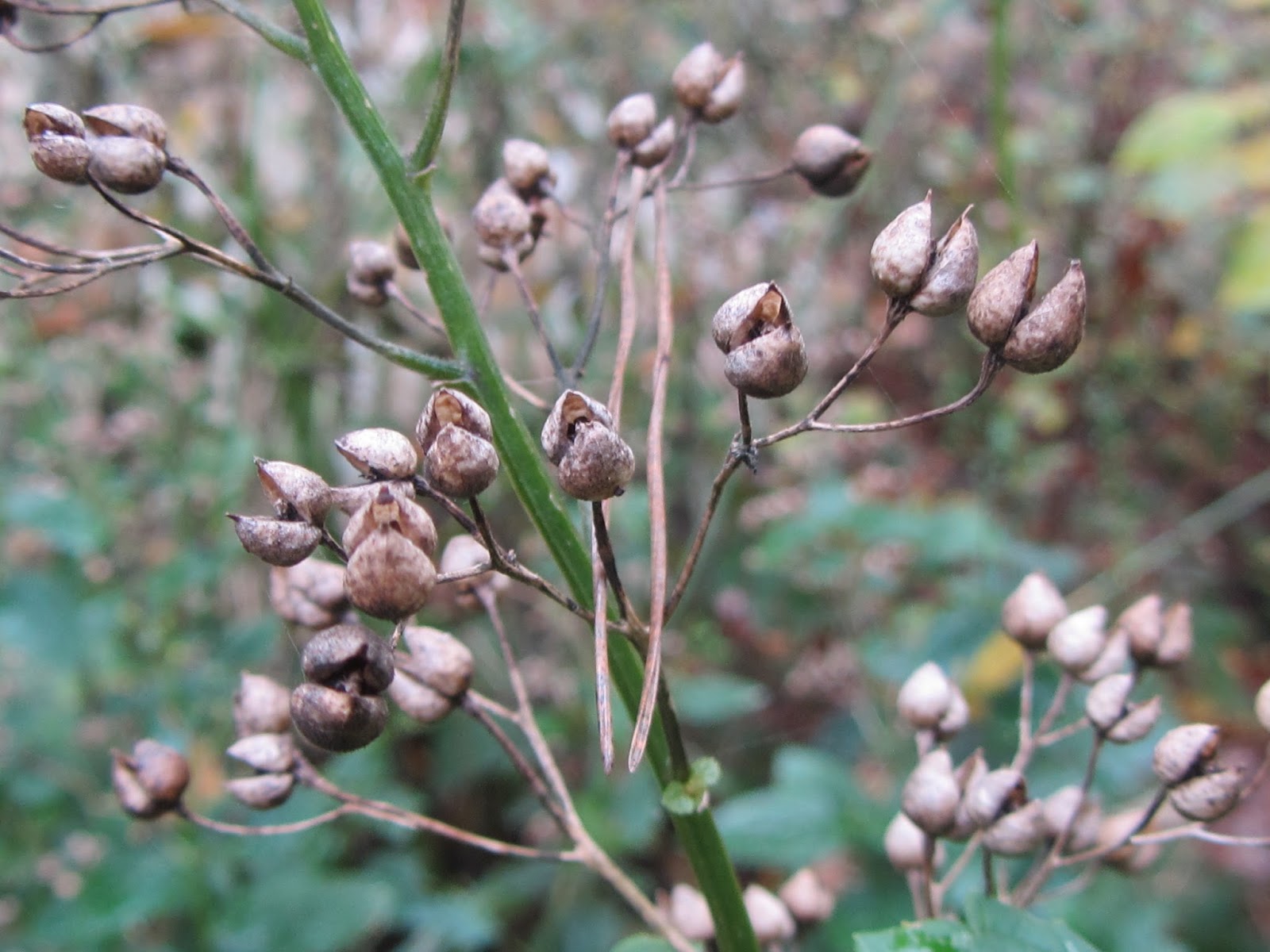 Jan Wilde een Tuin: ZADEN EN PLUISJES