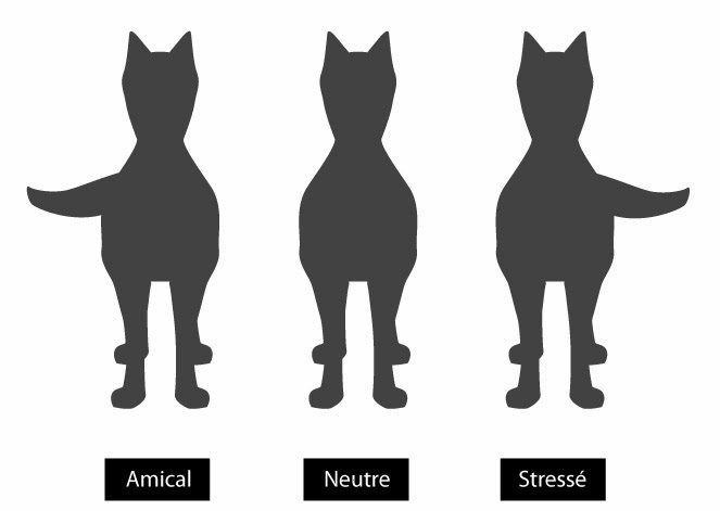 Comprendre le langage du chien pour éviter les morsures: La queue du ...