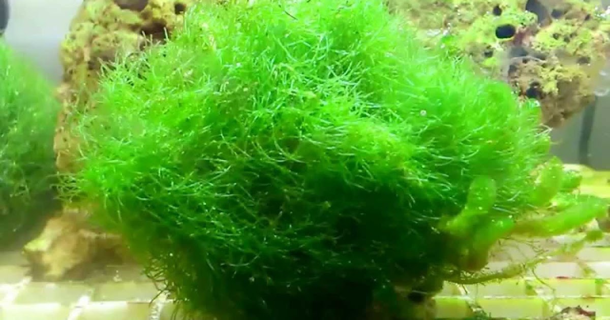 Ganggang (Algae)