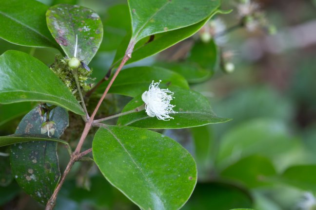 LESSER ANTILLES PLANTS ANGIOSPERMA: MYRTACEAE DIALIPÉTALAS MYRTALES ...