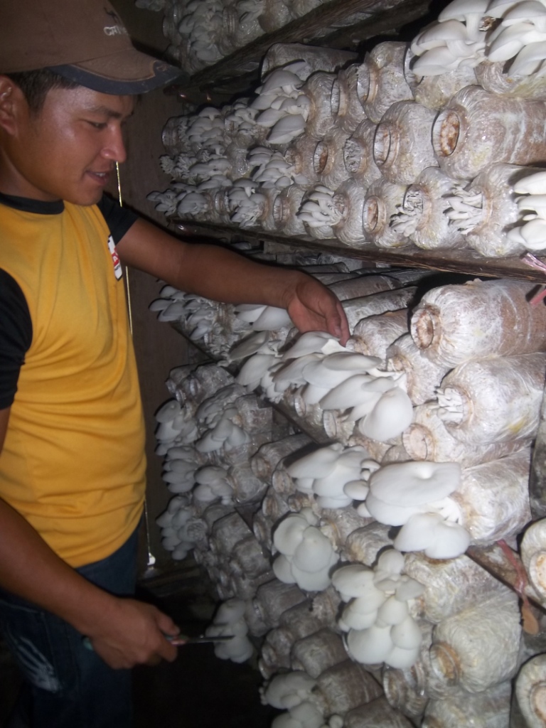 Jamur Tiram Batam | Bibit Jamur Tiram di batam: budidaya jamur tiram di ...
