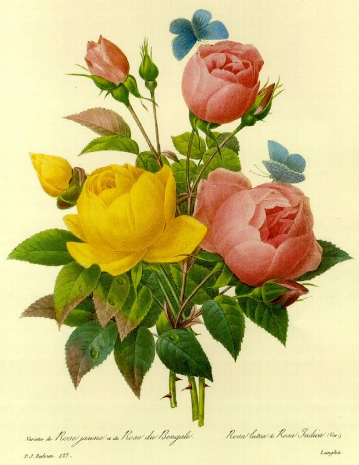 DecoranticArt: I fiori di Redouté