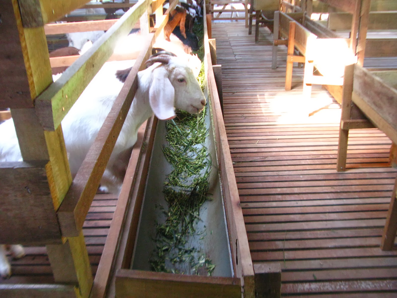 Ilmu Untuk Ternakan Ruminan: Asas Dalam Penternakan Kambing