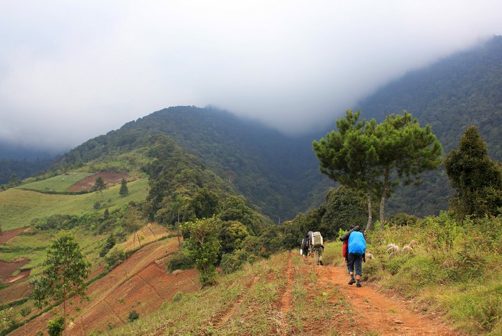 Jalur Pendakian Gunung Cikuray Via Cikajang | Pengetahuan Wisata Gunung Indonesia