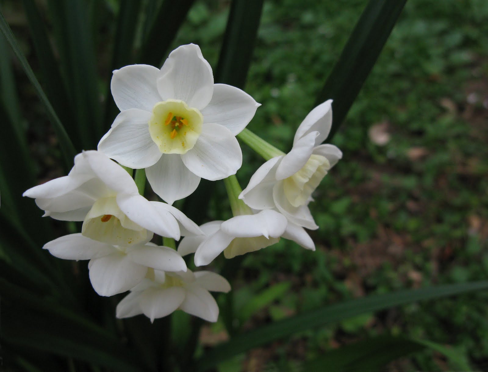 Flores y Palabras: Narciso blanco
