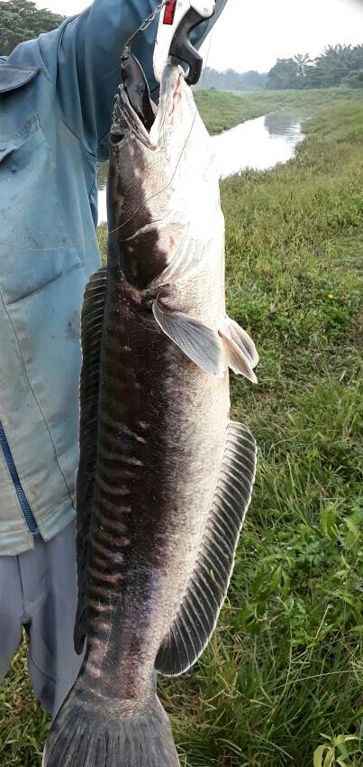 Warisan Petani: Ikan Air Tawar