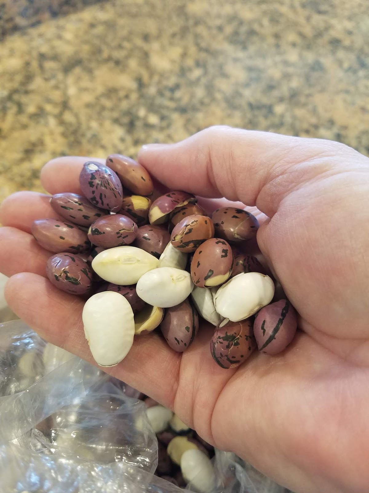 Mill Hill Meadow: ~ New~ Harvest Homestead