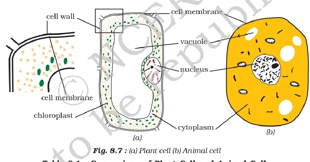 Cell Structure Scienceaid